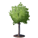 Young Oak Tree - Palia Gatherable - Palia Database