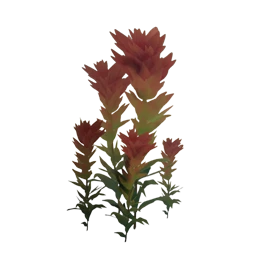 Nandina Flower - Palia Gatherable - Palia Database