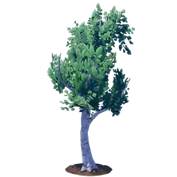 Adult Birch Tree - Palia Gatherable - Palia Database