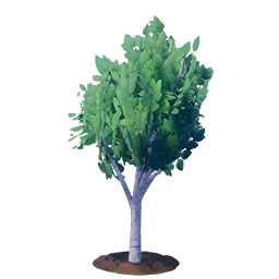 Young Birch Tree - Palia Gatherable - Palia Database
