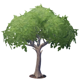 Mature Oak Tree - Palia Gatherable - Palia Database