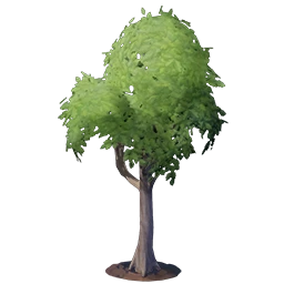 Adult Oak Tree - Palia Gatherable - Palia Database