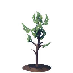 Sapling Pine Tree - Palia Gatherable - Palia Database